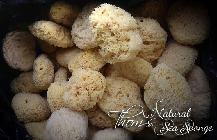 home - Sponge.ph - Natural Sea Sponge