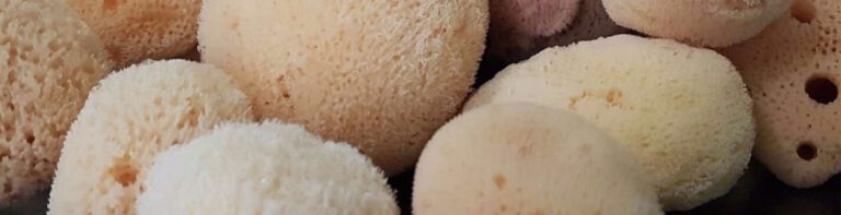 Sponge.ph | Philippine Natural Sea Sponge